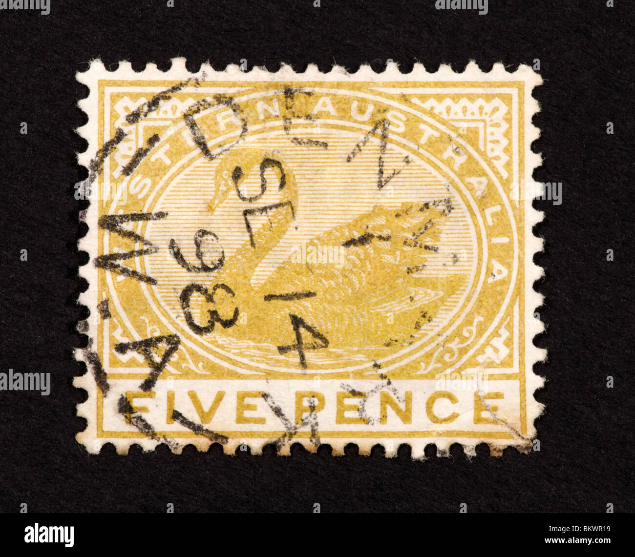Postage stamp from Western Australia depicting a swan Stock Photo - Alamy