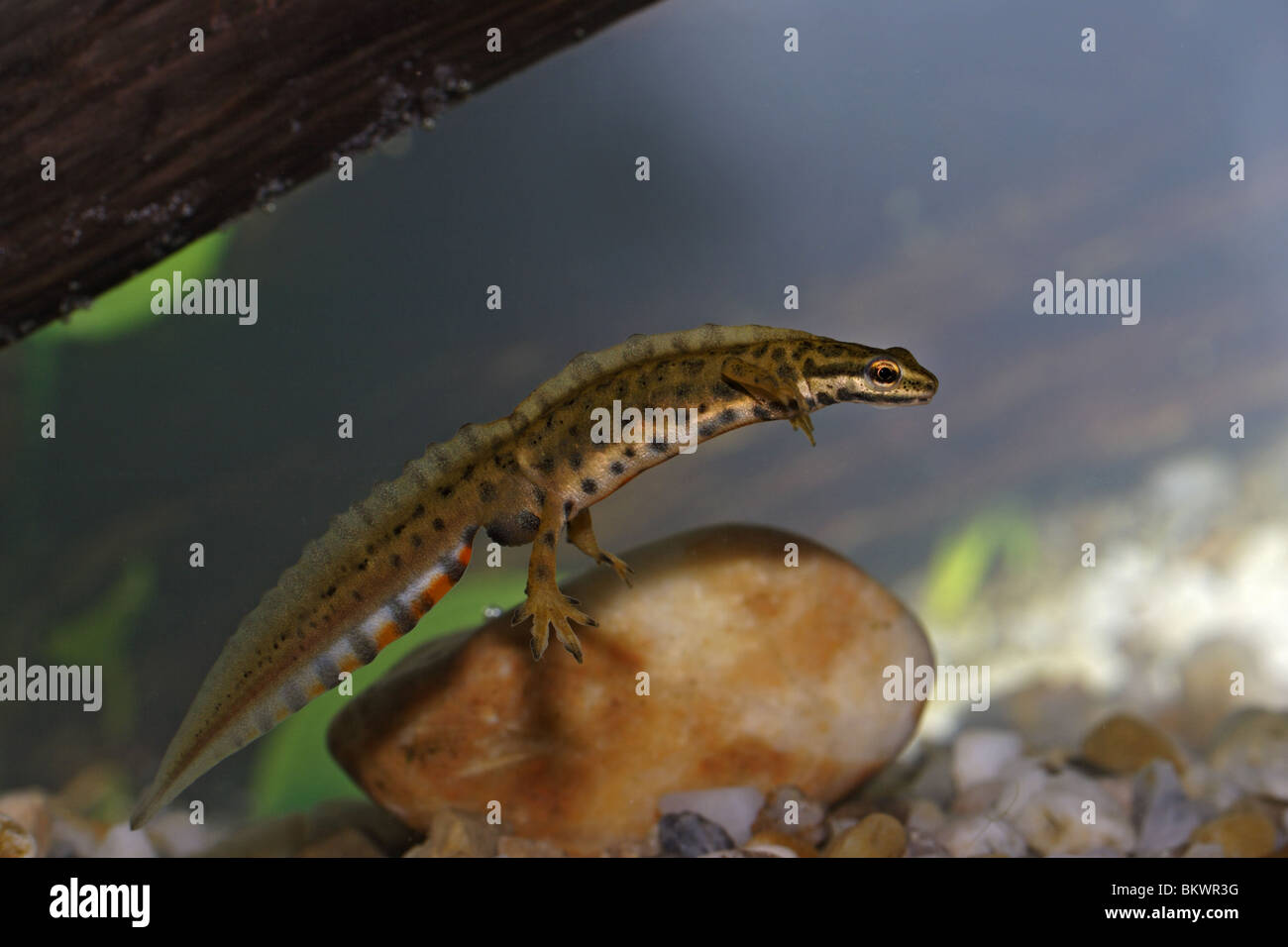 Teichmolch, Molch, Triturus, vulgaris, Lissotriton, Common, Newt Stock ...