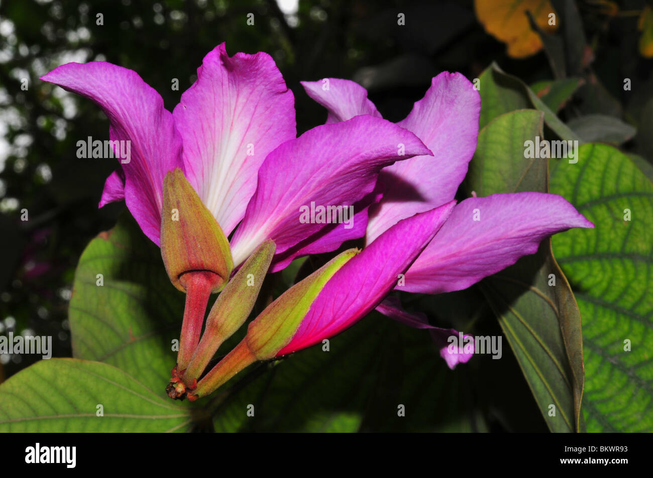 Bauhinia variegata hi-res stock photography and images - Alamy