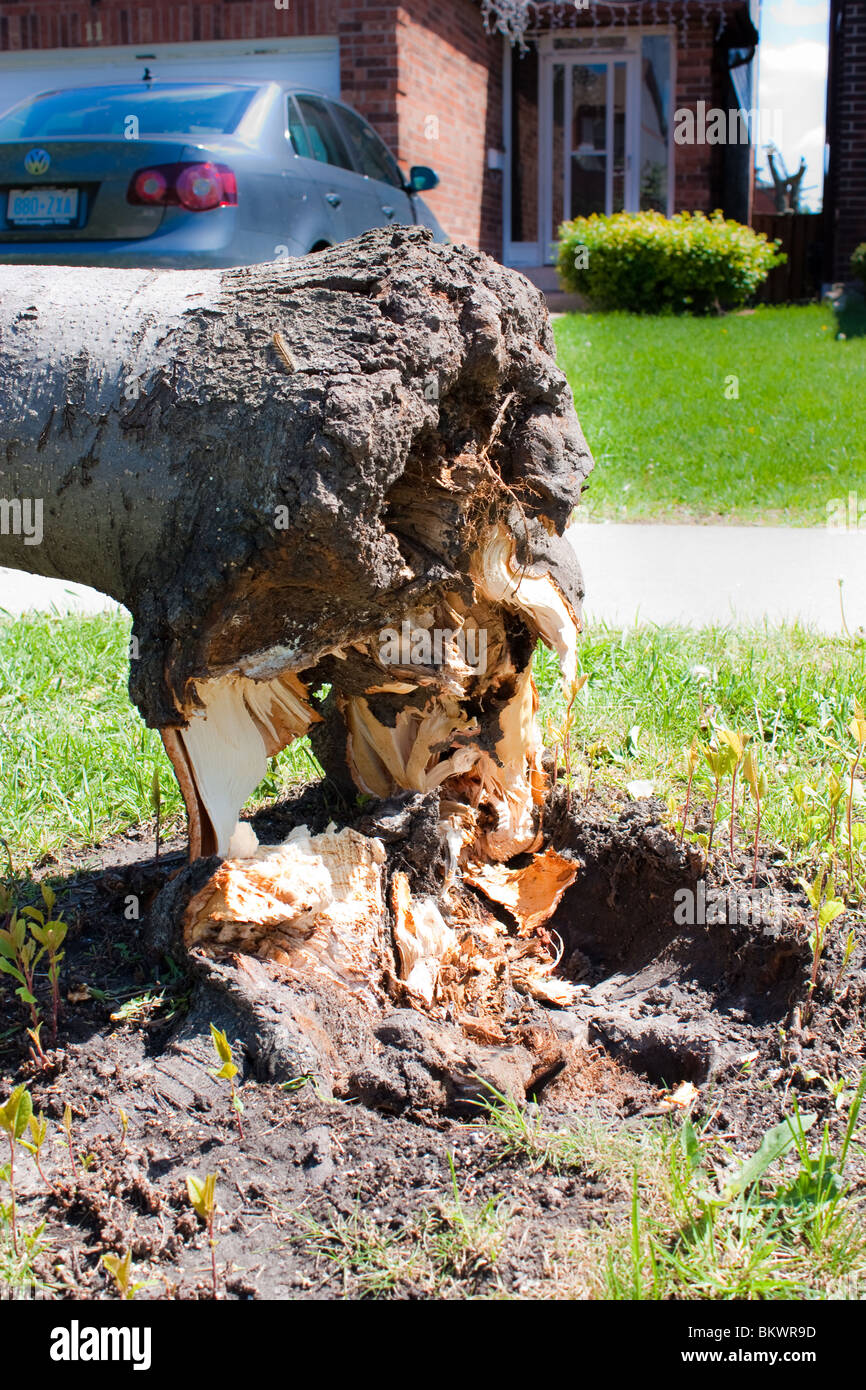 sidewalk walkway street block tree down damage green fall blue sky ...