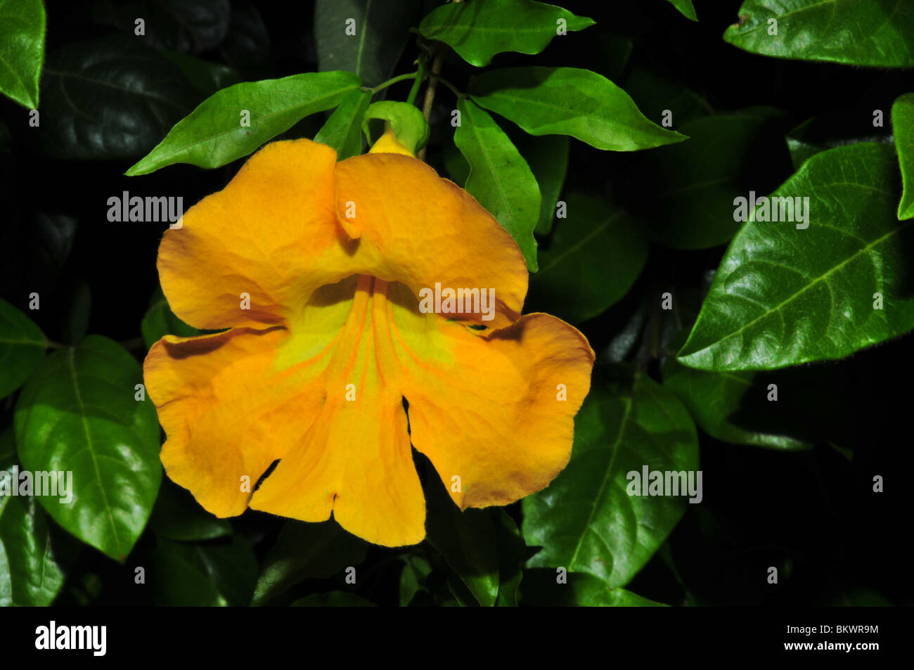 Bignonia flower hi-res stock photography and images - Alamy