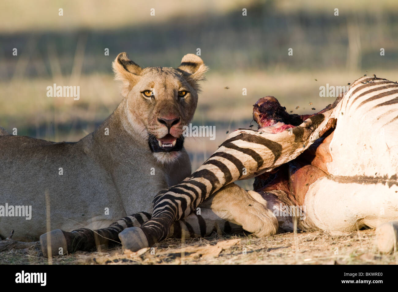 Zebra Kill High Resolution Stock Photography and Images - Alamy
