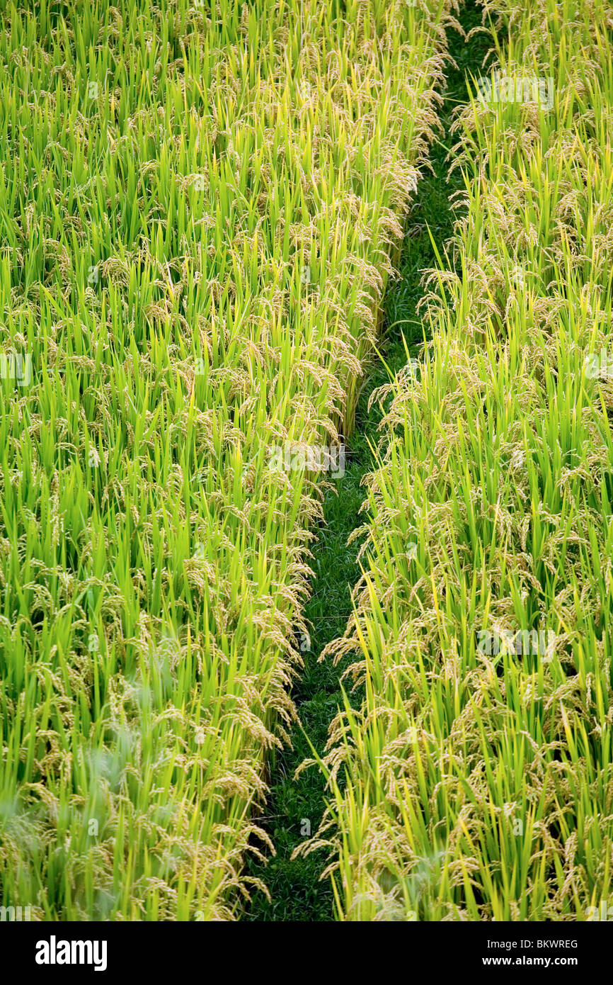 path across a crop field China Stock Photo - Alamy