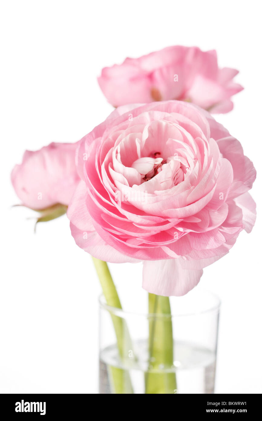 Ranunculus of pink blossom hi-res stock photography and images - Alamy