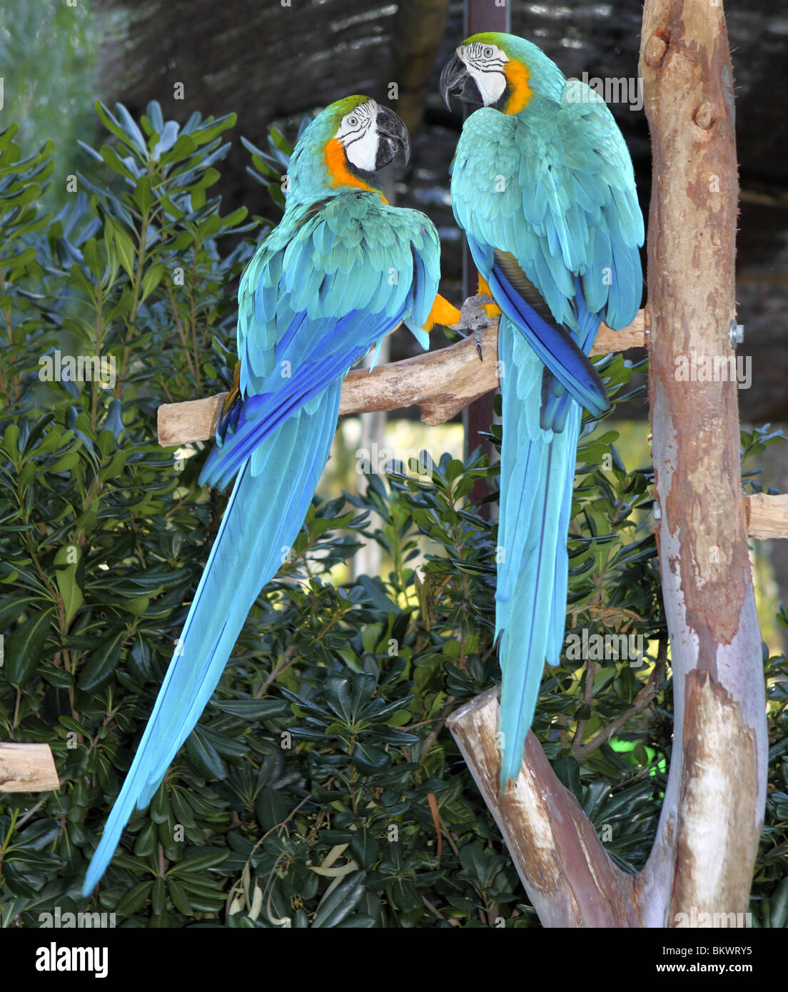 blue and yellow macaw bird couple in love Stock Photo - Alamy