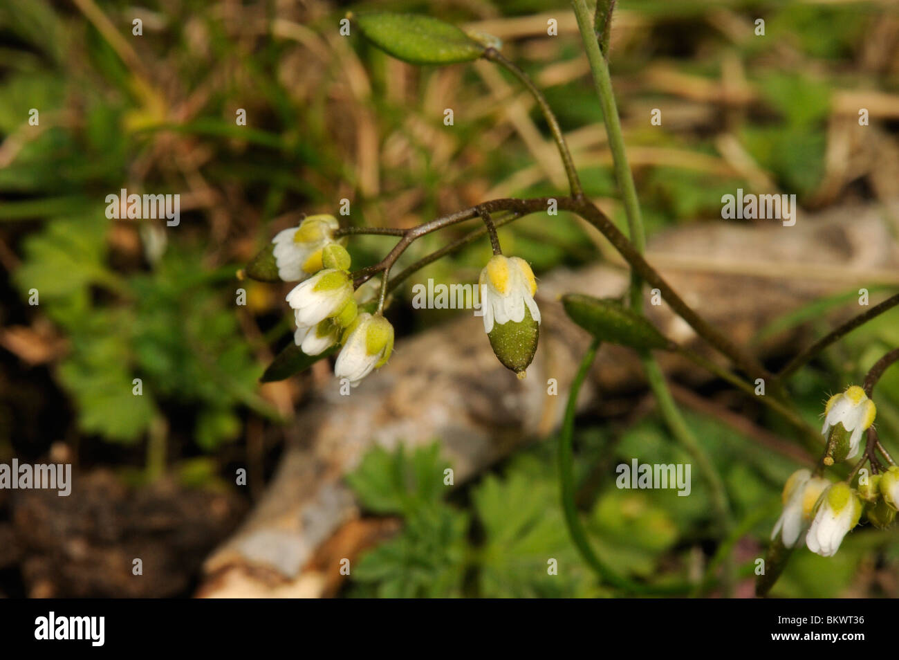 Common Whitlowgrass, Erophila verna Stock Photo - Alamy