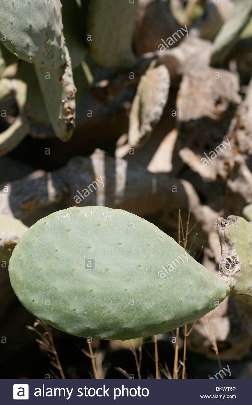 Cactus Greece Stock Photos & Cactus Greece Stock Images - Alamy