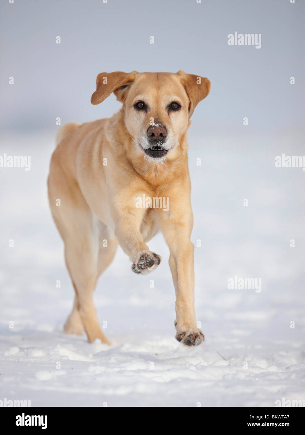 Labrador Retriever dog running snow Stock Photo - Alamy