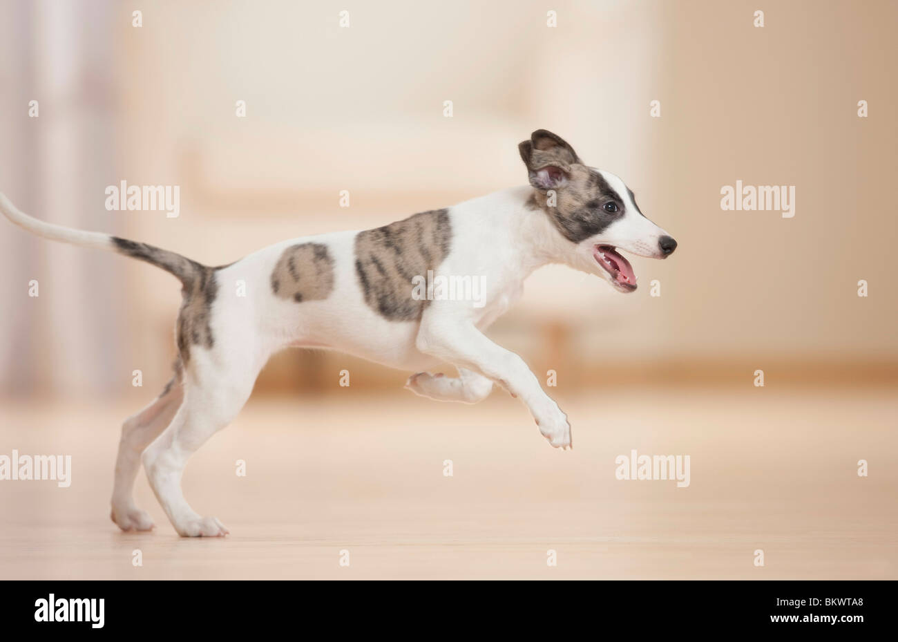 Whippet dog puppy running Stock Photo - Alamy