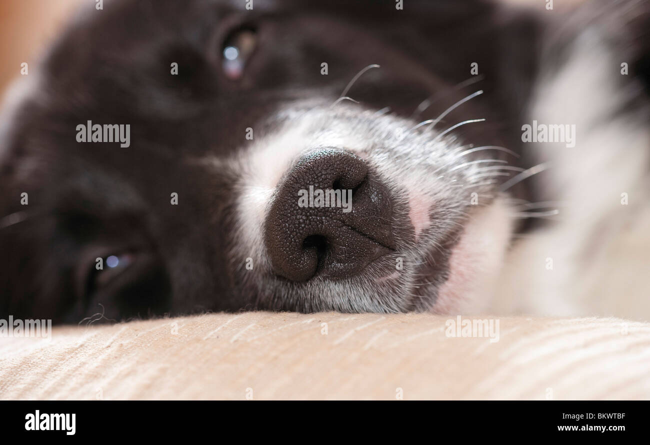 Border Collie dog puppy nose Stock Photo - Alamy