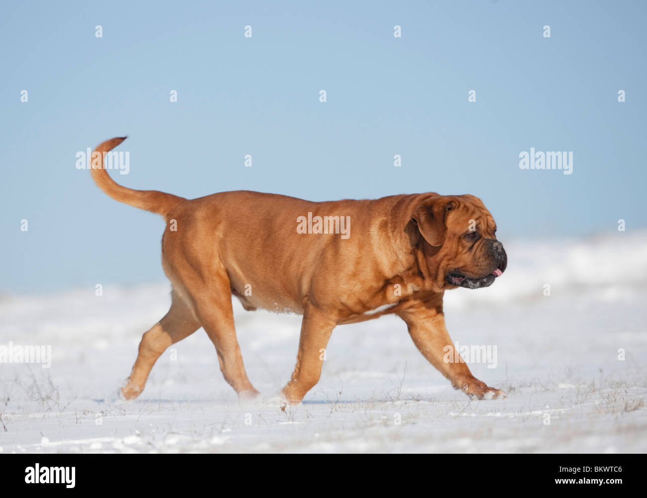Dog mastiff walking hi-res stock photography and images - Alamy