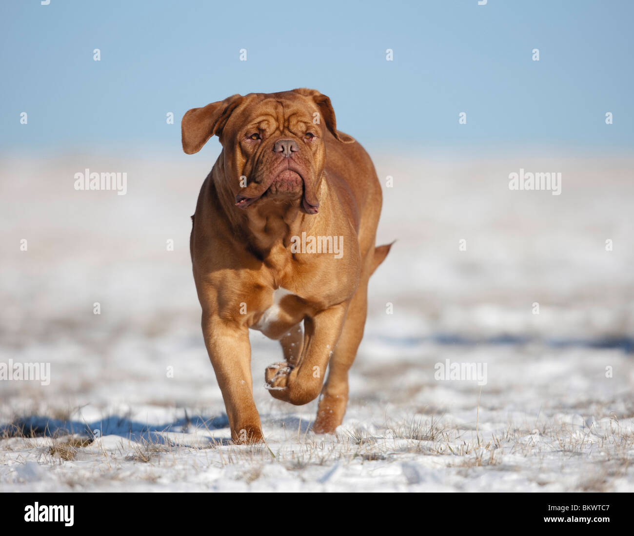 Can French Mastiffs Hike