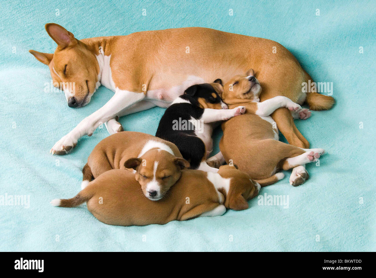 How Many Hours Does A Basenji Sleep