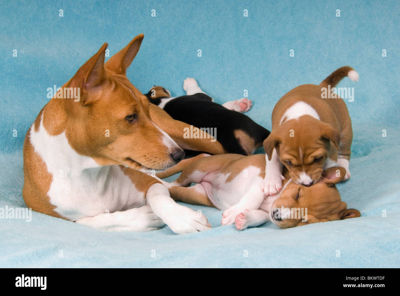 Basenji dog puppies lying Stock Photo - Alamy