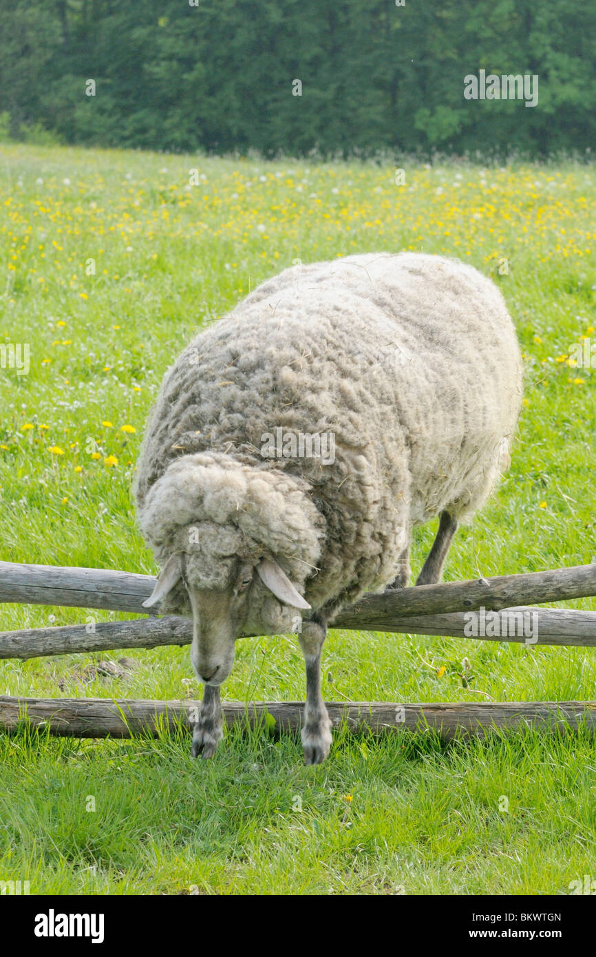 Sheep Jumping Over Fence High Resolution Stock Photography and Images ...