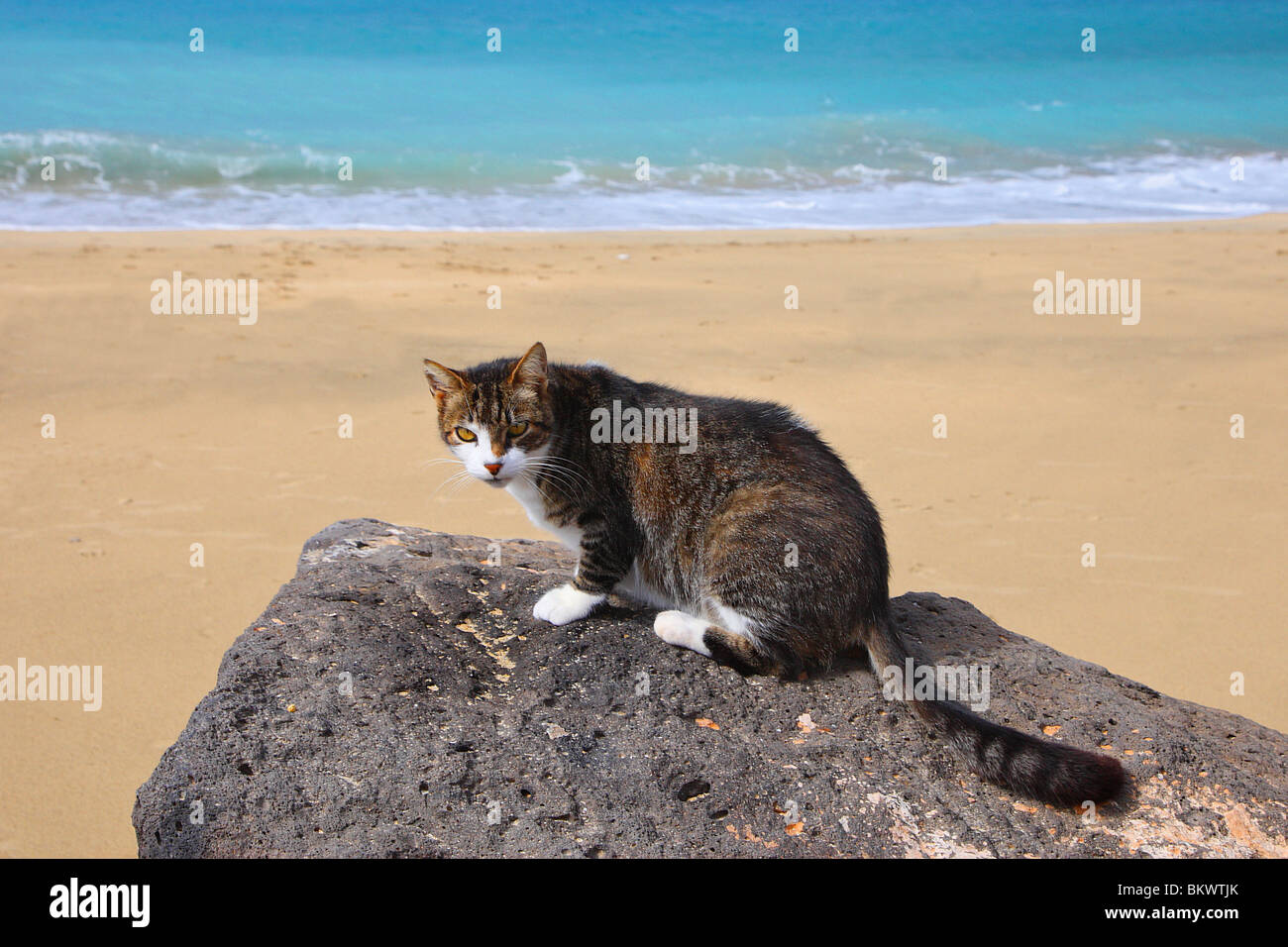 Domestic Cat beach Stock Photo - Alamy