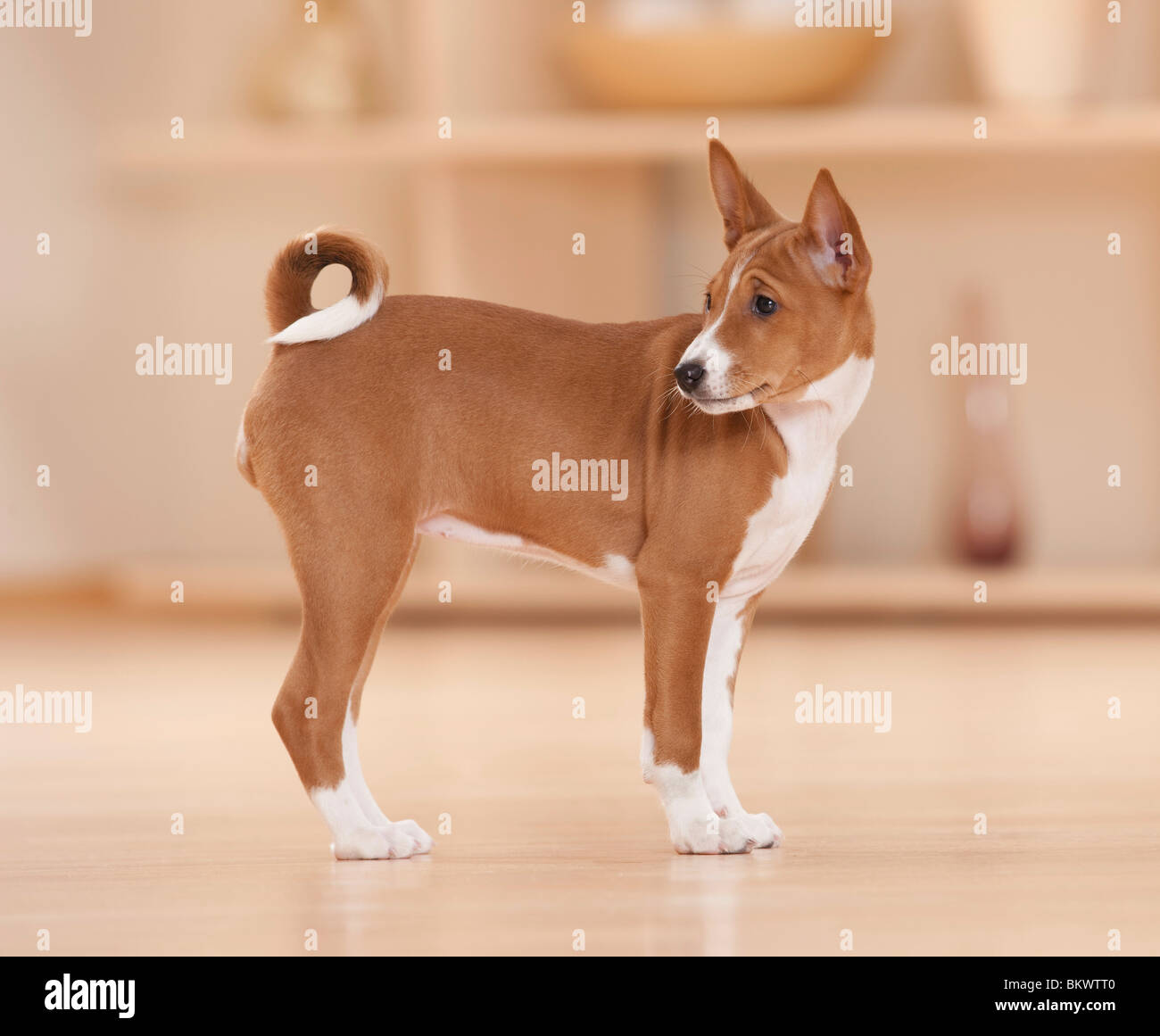 Basenji dog puppy standing Stock Photo - Alamy