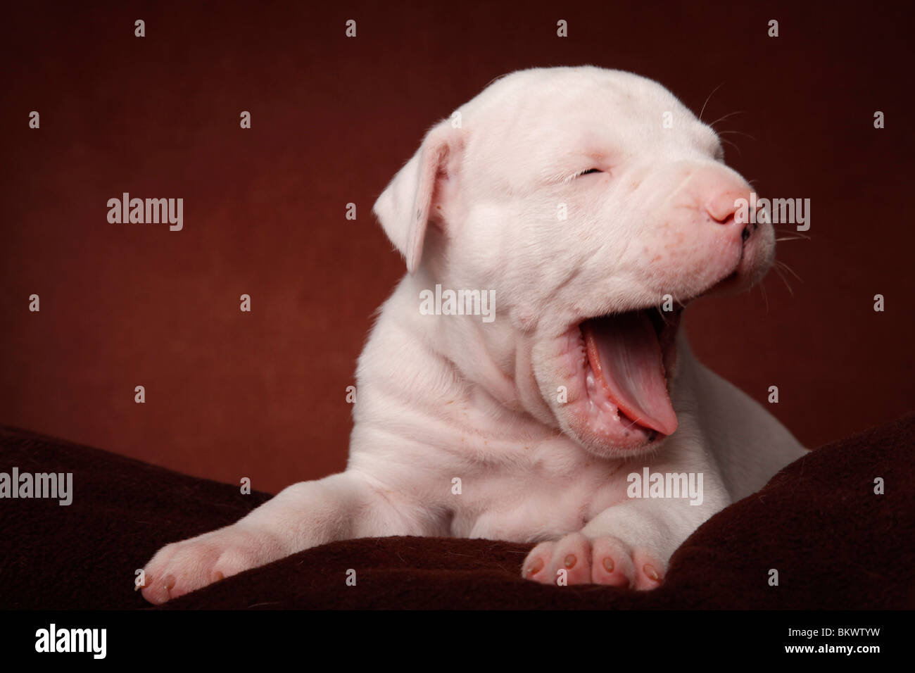 American bulldog yawning hi-res stock photography and images - Alamy