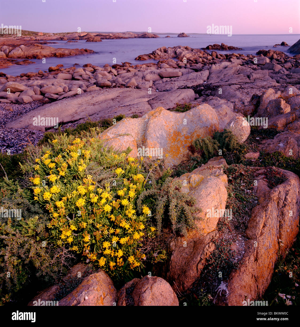 Wildflowers grow along the rocky shoreline at Tietiesbaai in Cape ...