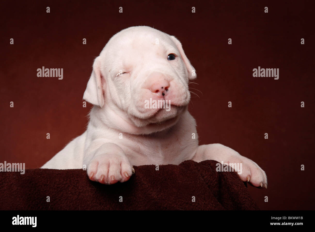 American Bulldog Welpe / American Bulldog puppy Stock Photo - Alamy