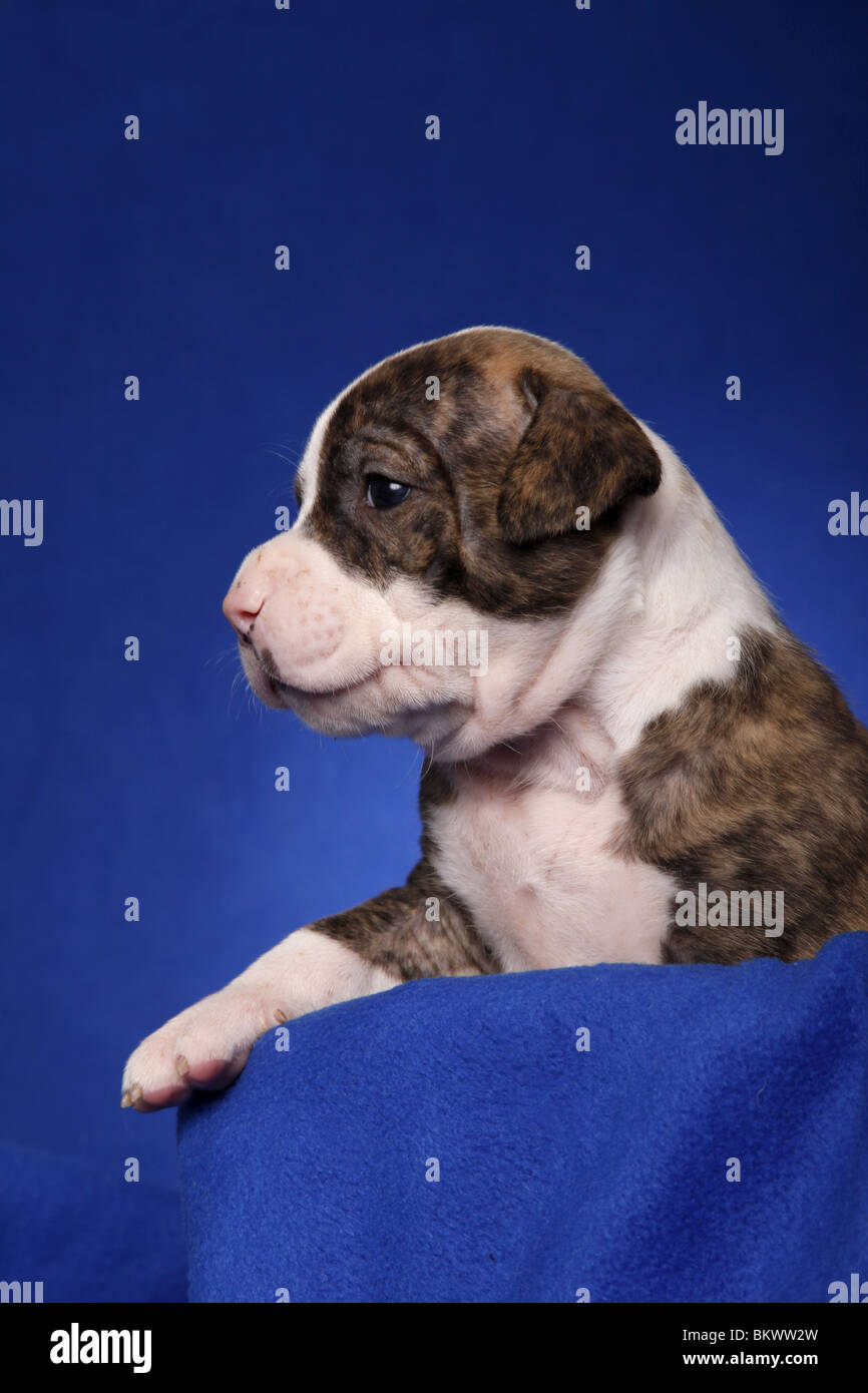 American Bulldog Welpe / American Bulldog puppy Stock Photo - Alamy