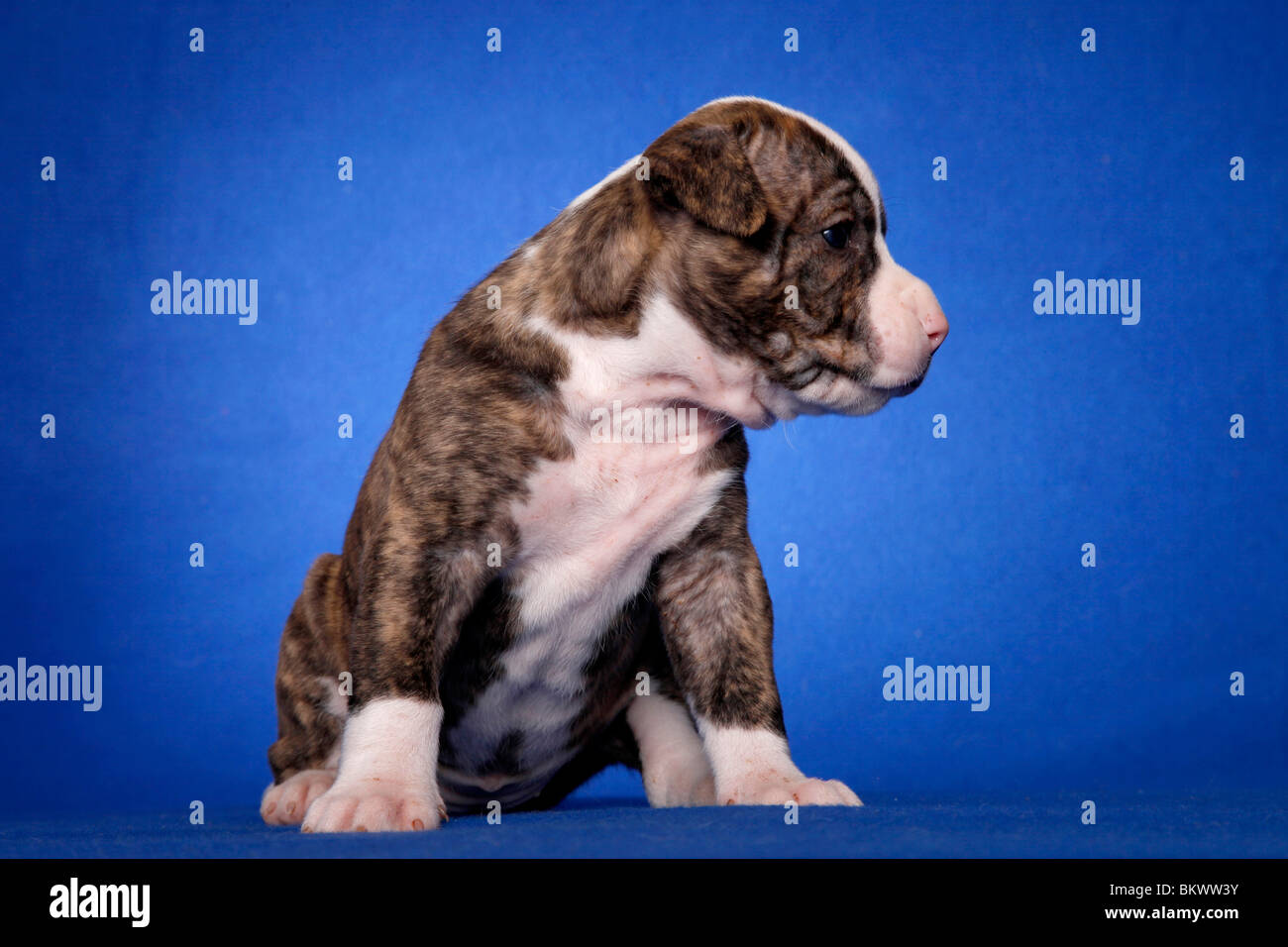 American Bulldog Welpe / American Bulldog puppy Stock Photo - Alamy