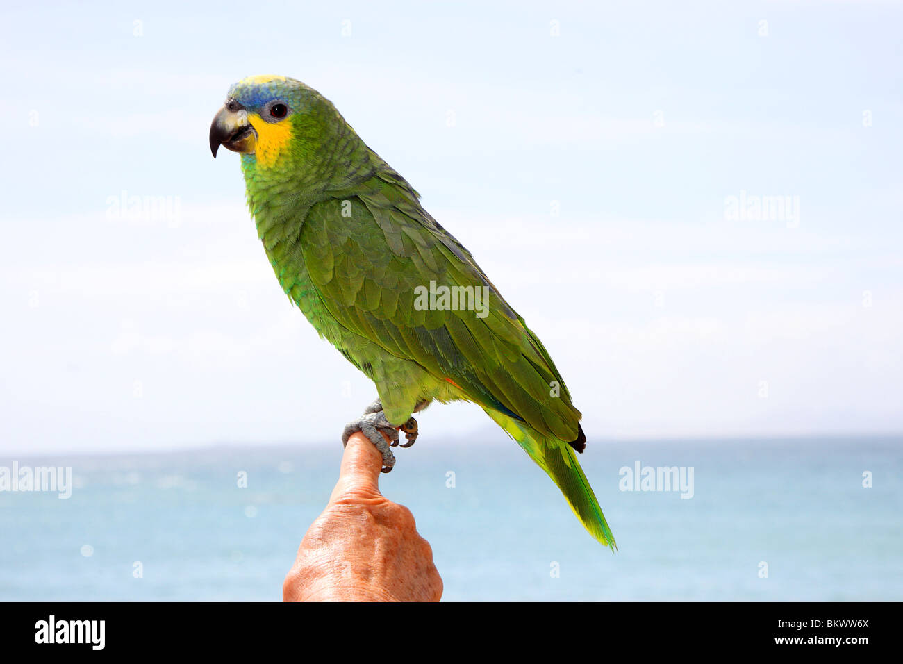 Blue fronted amazons hi-res stock photography and images - Alamy