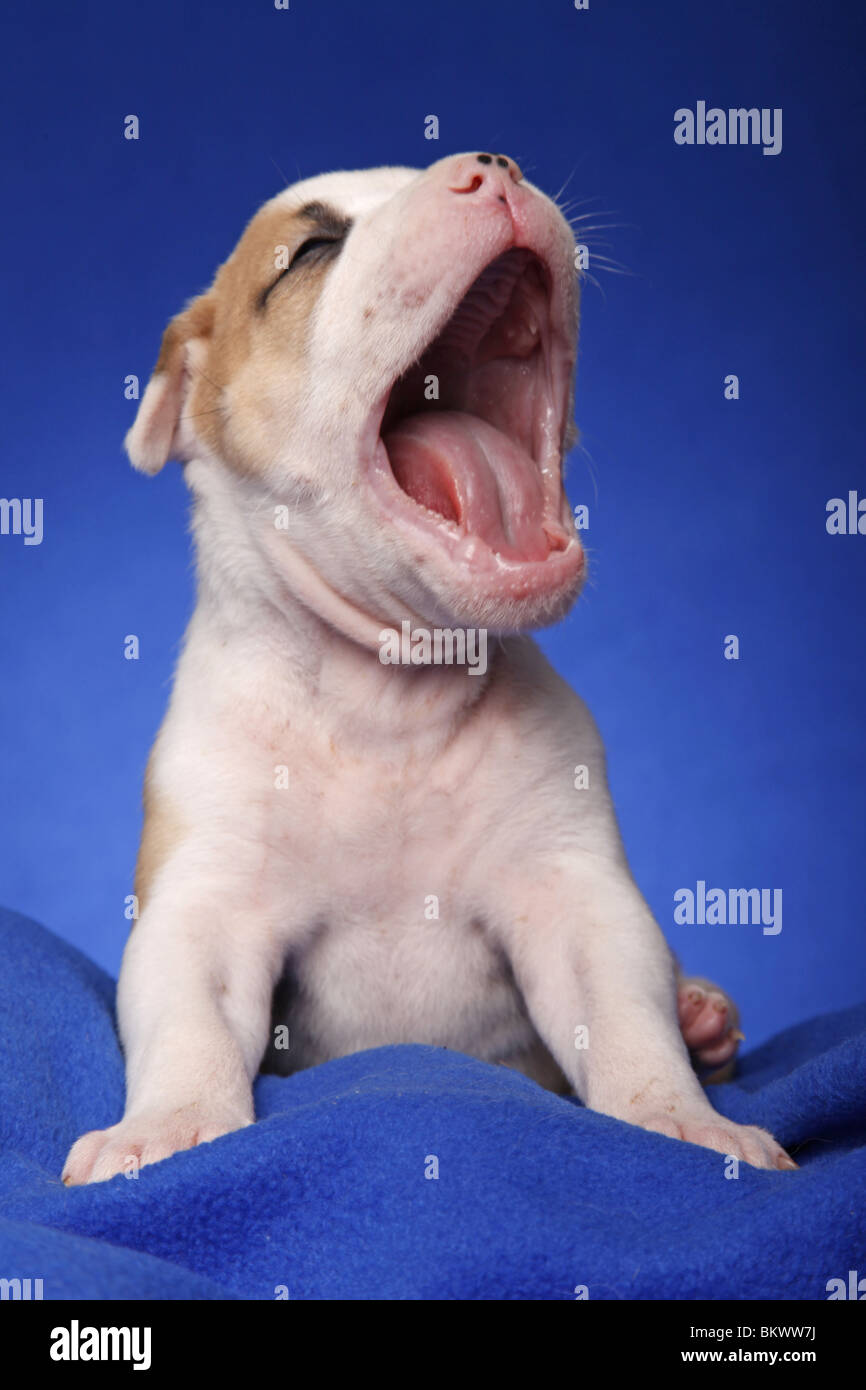 American bulldog yawning hi-res stock photography and images - Alamy