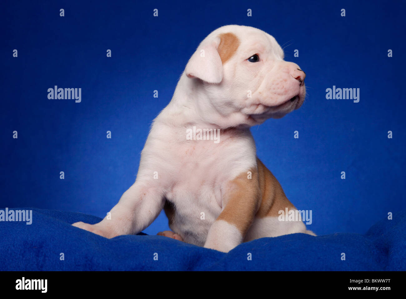 American Bulldog Welpe / American Bulldog puppy Stock Photo - Alamy