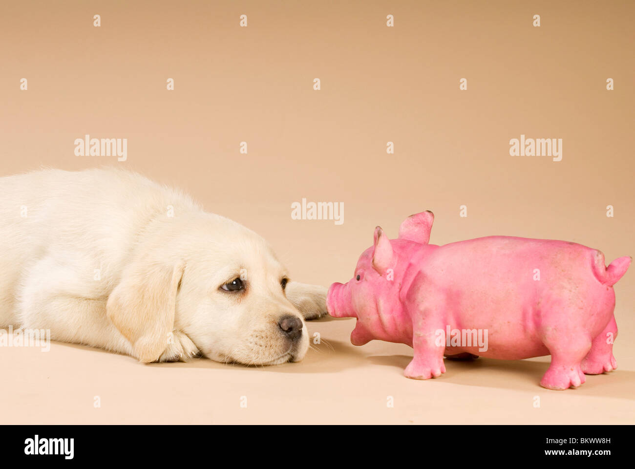 Labrador Retriever dog puppy toy Stock Photo - Alamy