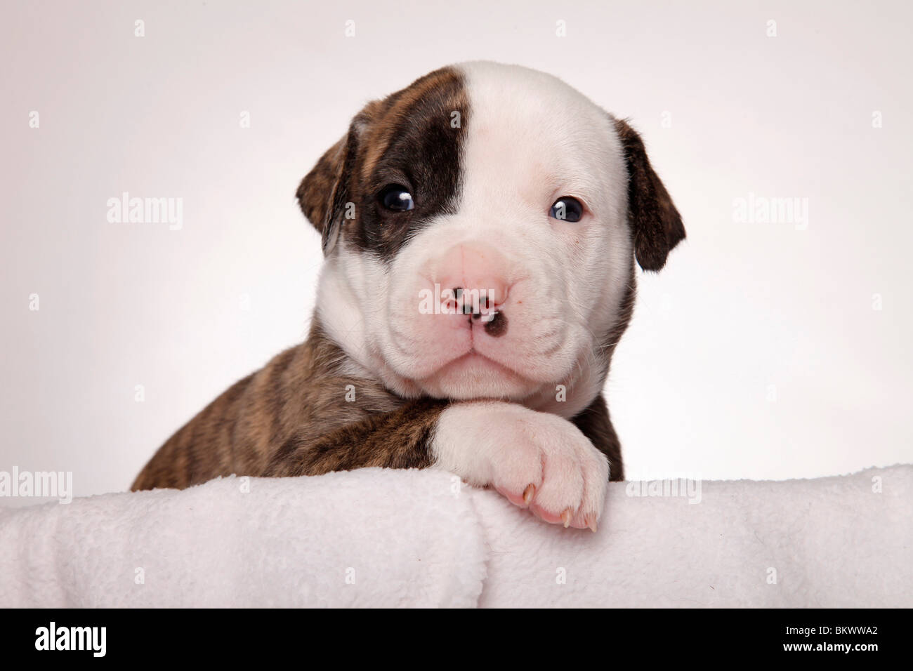 American Bulldog Welpe / American Bulldog puppy Stock Photo - Alamy