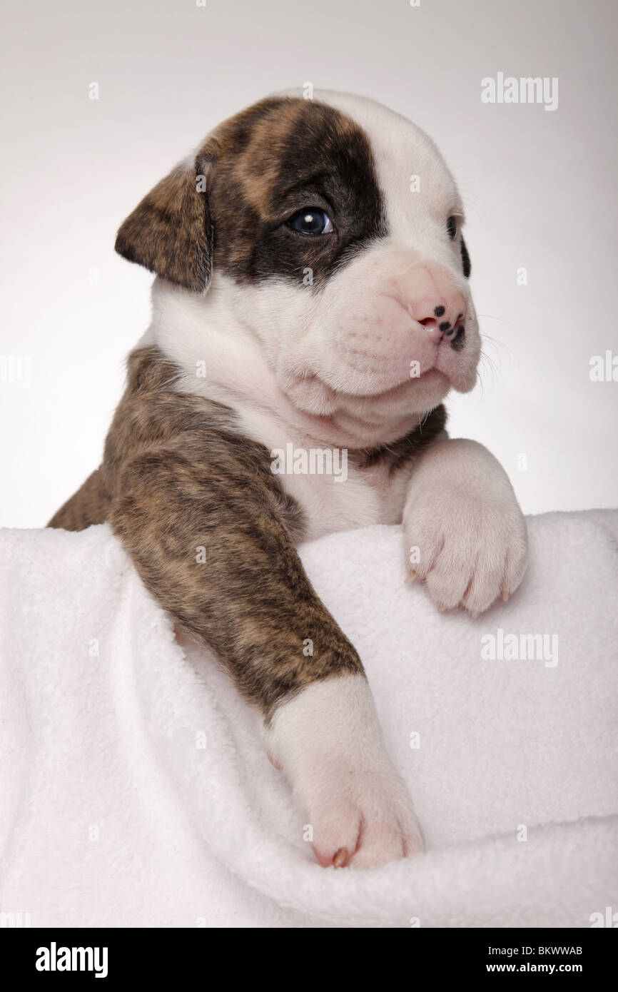 American Bulldog Welpe / American Bulldog puppy Stock Photo - Alamy