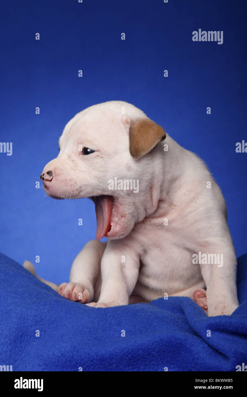 American bulldog yawning hi-res stock photography and images - Alamy