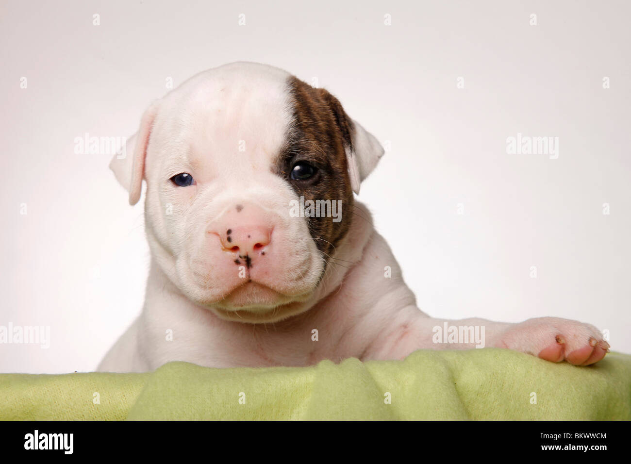 American Bulldog Welpe / American Bulldog puppy Stock Photo - Alamy
