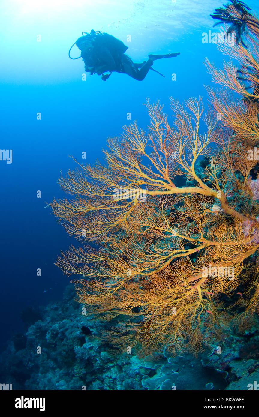 Gorgonian Sea Fan, Melithaea sp., with silhouette of a diver in the ...