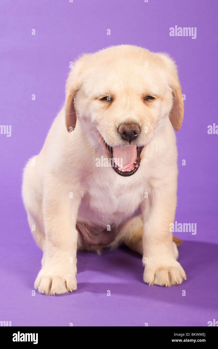 Labrador Retriever dog puppy yawning Stock Photo - Alamy