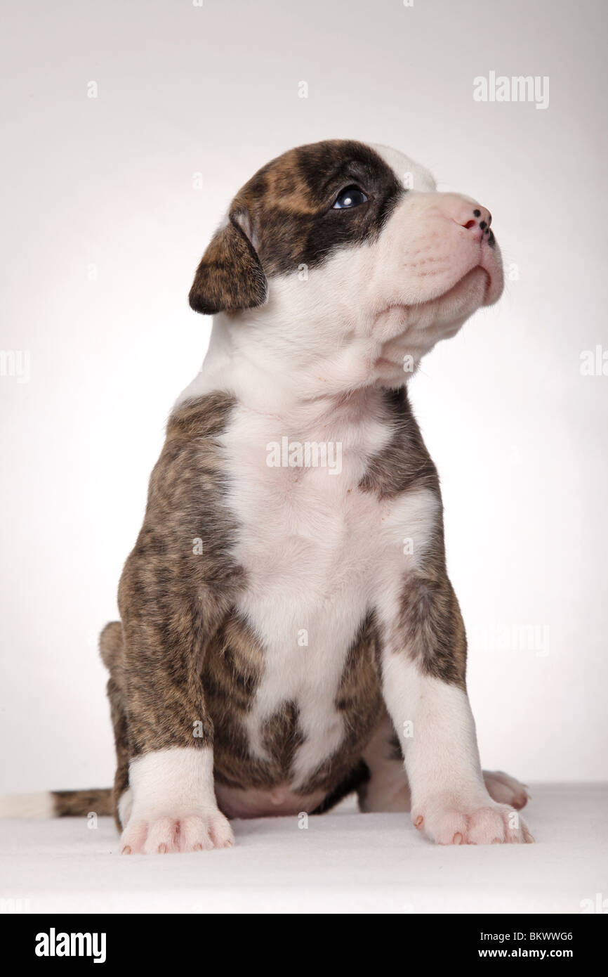 American Bulldog Welpe / American Bulldog puppy Stock Photo - Alamy