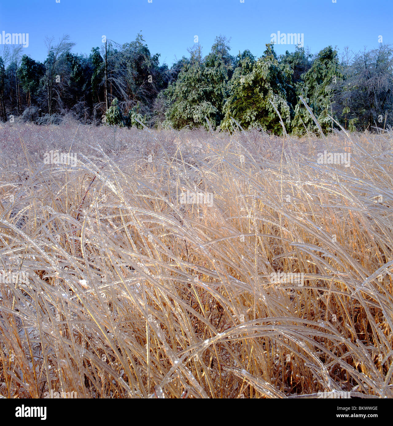 Frosted meadow grasses hi-res stock photography and images - Alamy