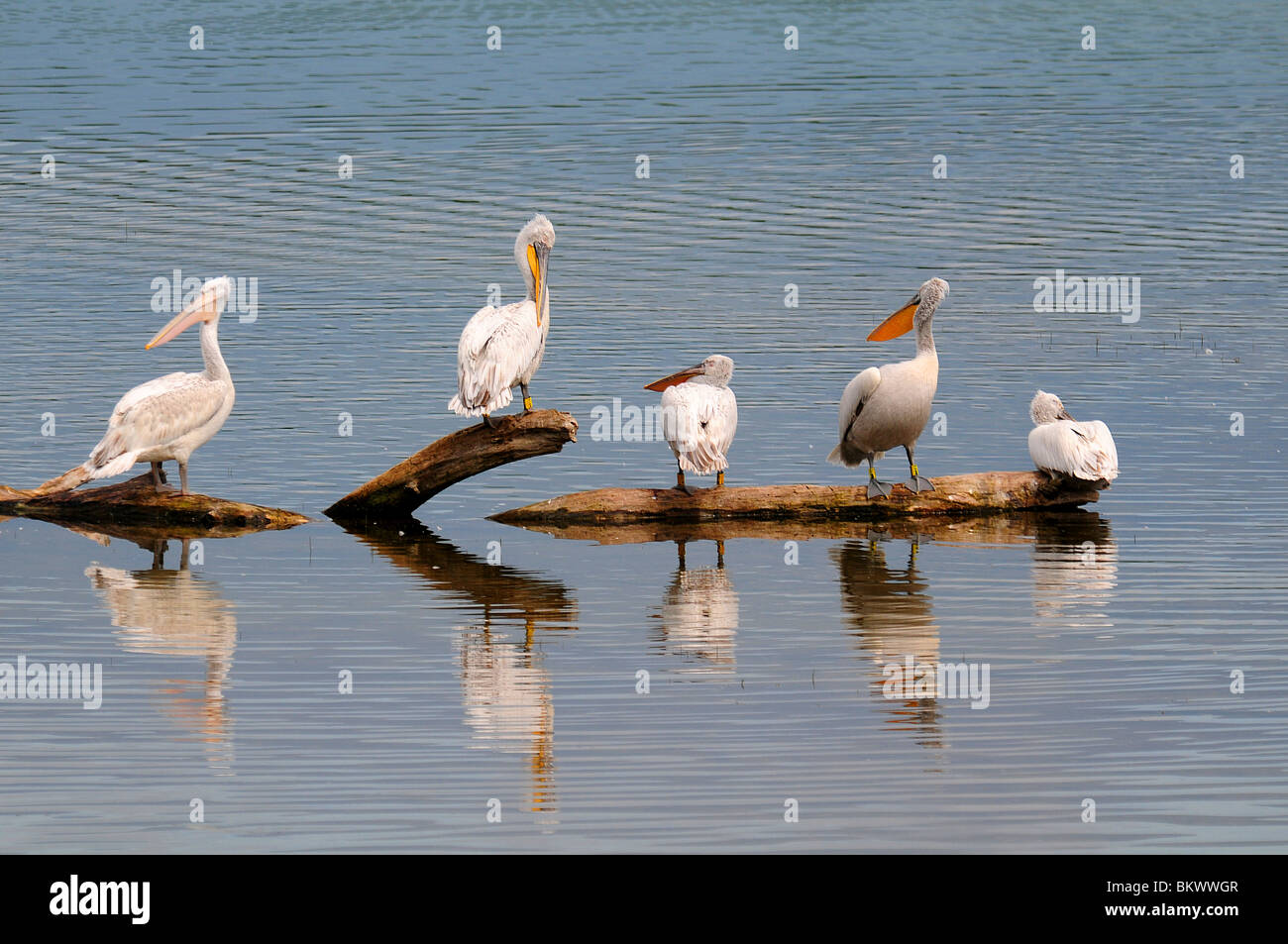 Five pelicans hi-res stock photography and images - Alamy