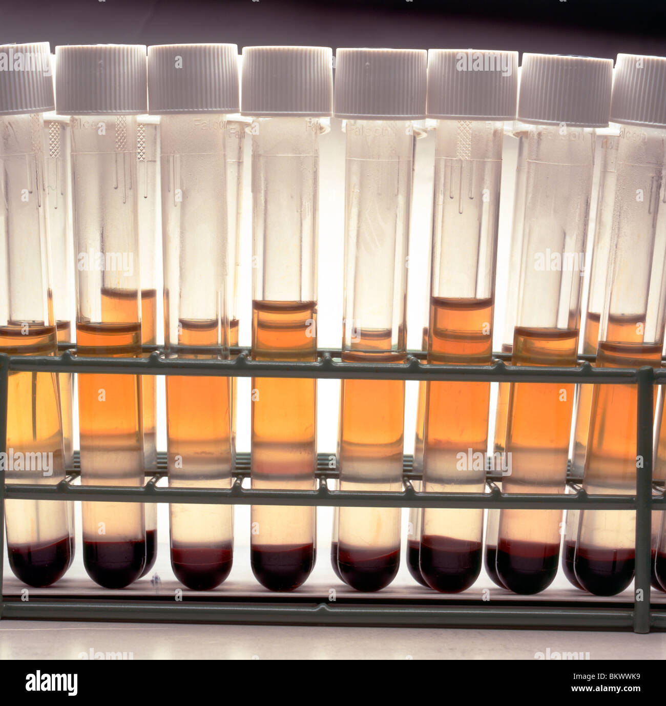Cells hi-res stock photography and images - Alamy