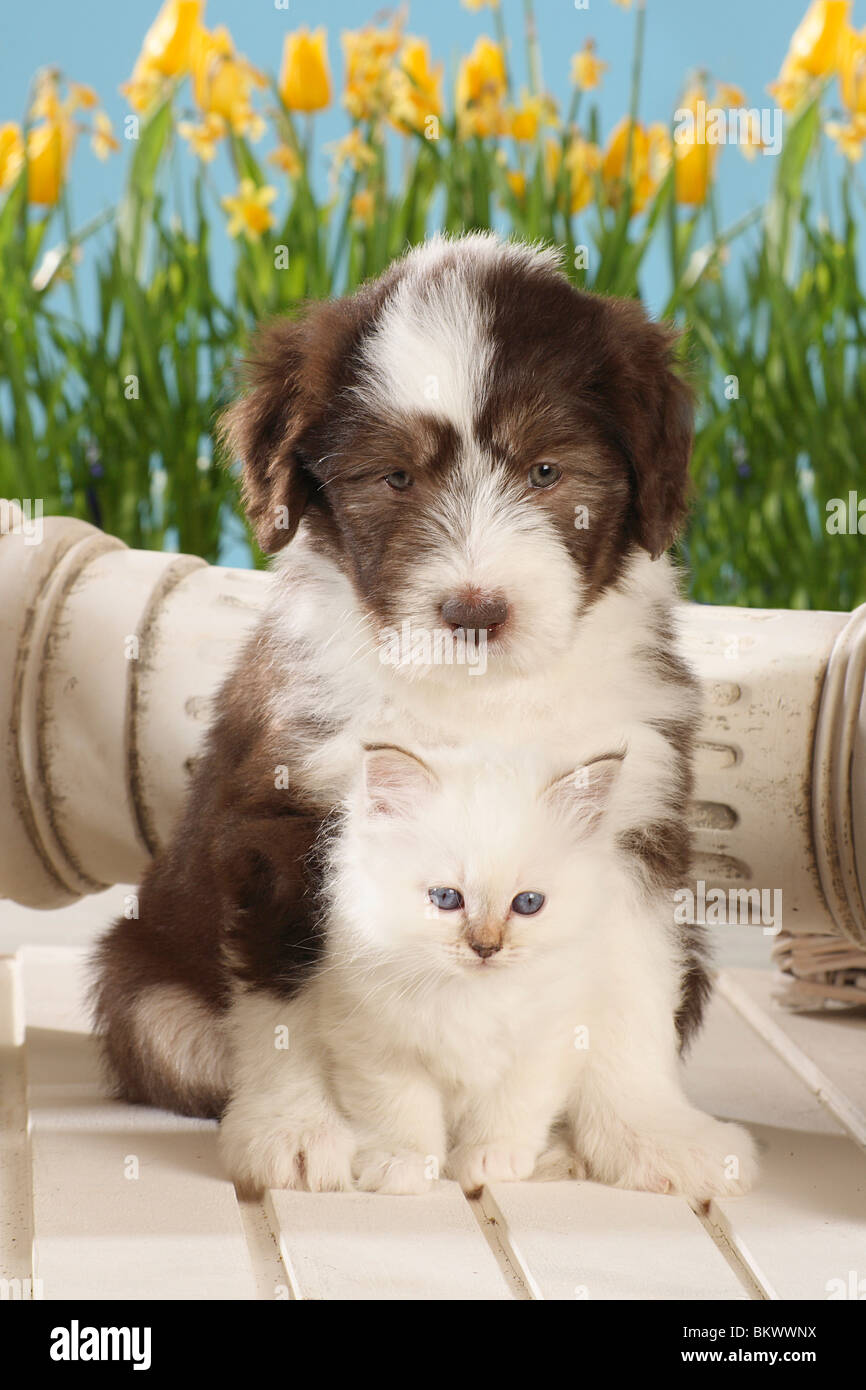 Are Bearded Collies Good With Cats