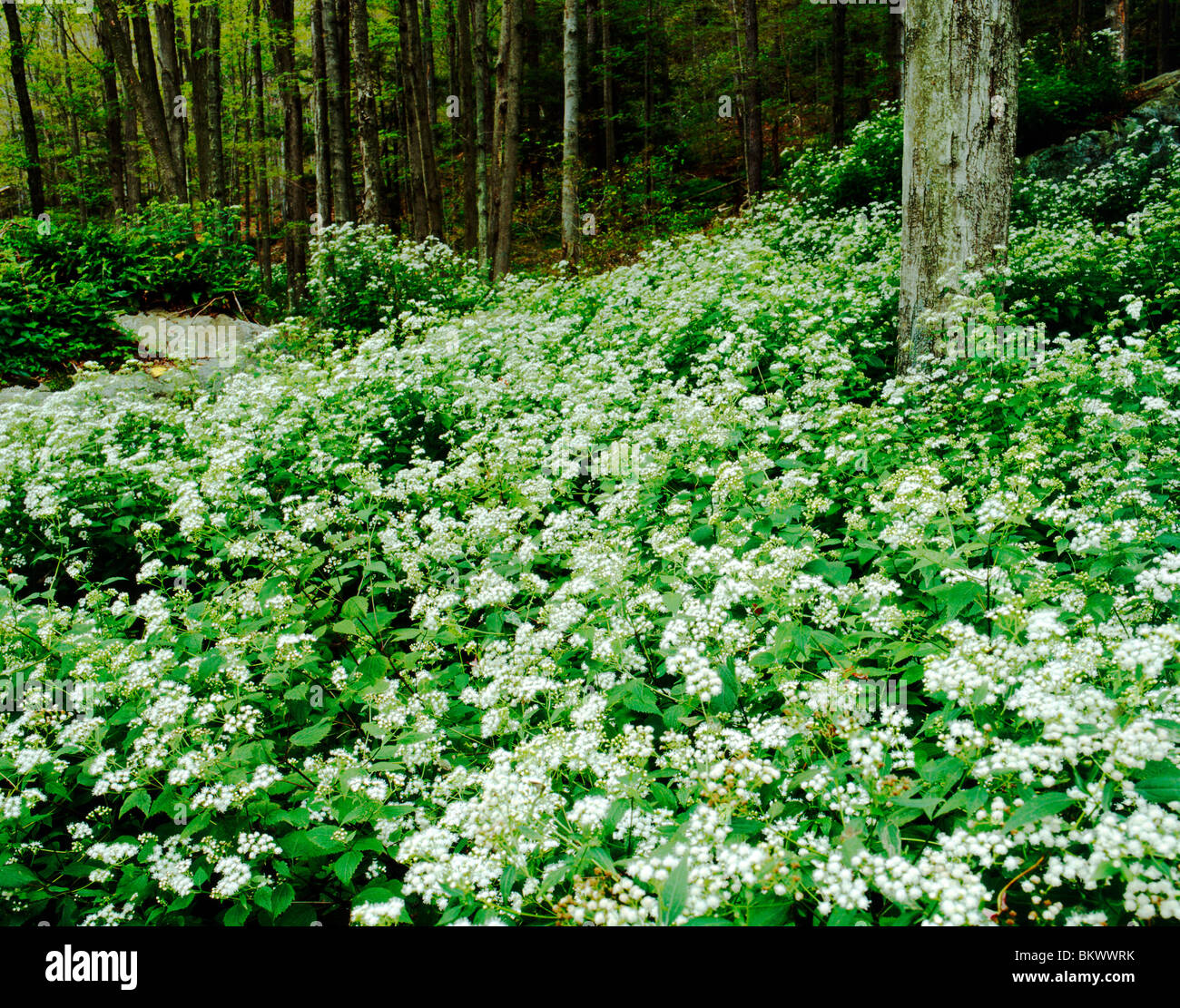 White Snakeroot (Ageratina altissima) known as White Sanicle or Tall ...