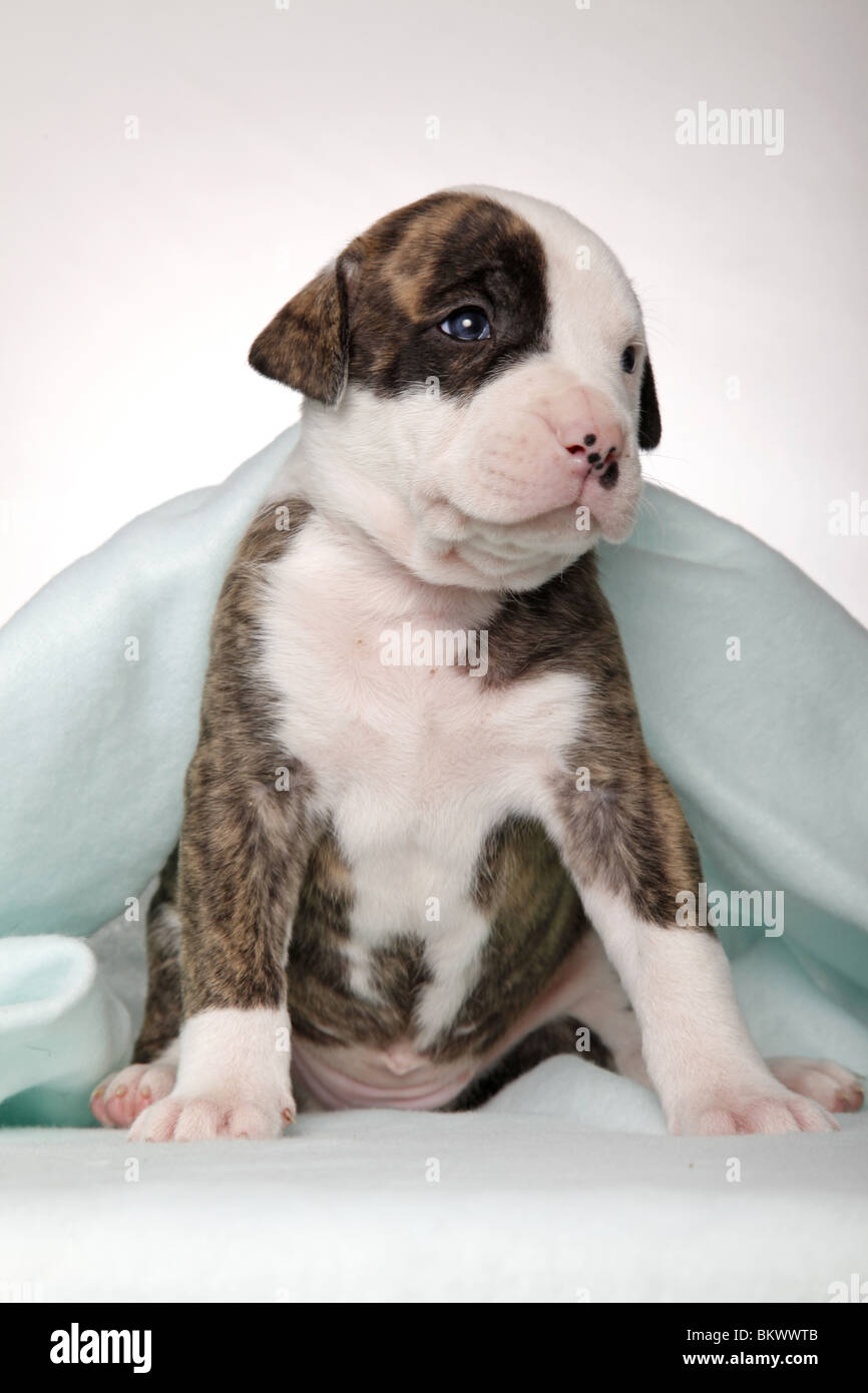 American Bulldog Welpe / American Bulldog puppy Stock Photo - Alamy