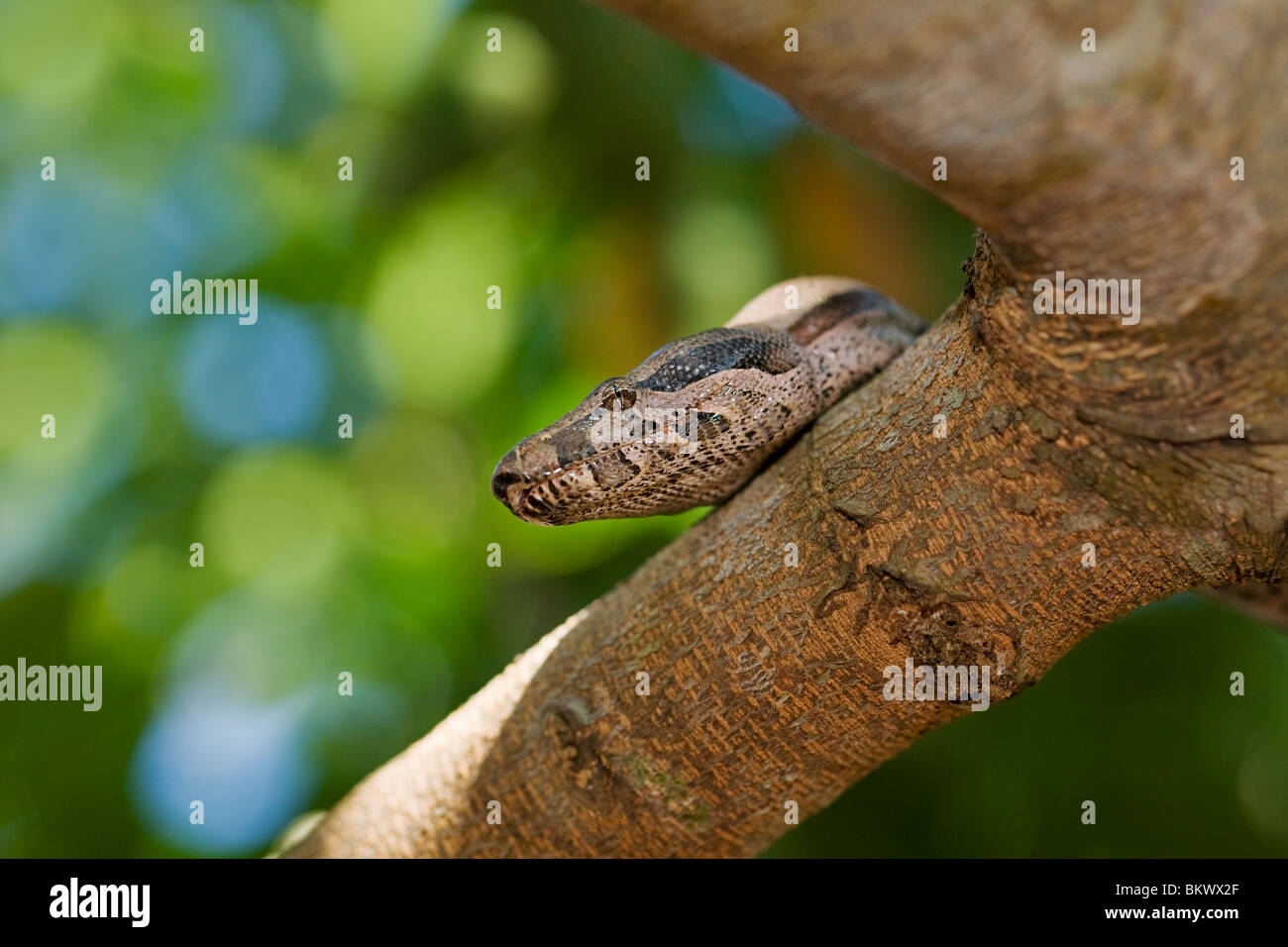 BOA CONSTRICTOR (Boa constrictor) in rainforest tree, Surama, Guyana ...