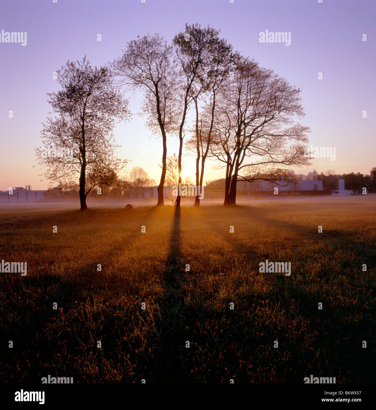 Sunset through trees trees hi-res stock photography and images - Alamy