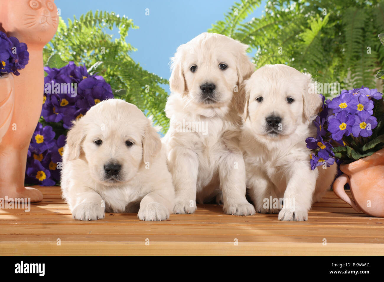 3 golden retrievers hi-res stock photography and images - Alamy