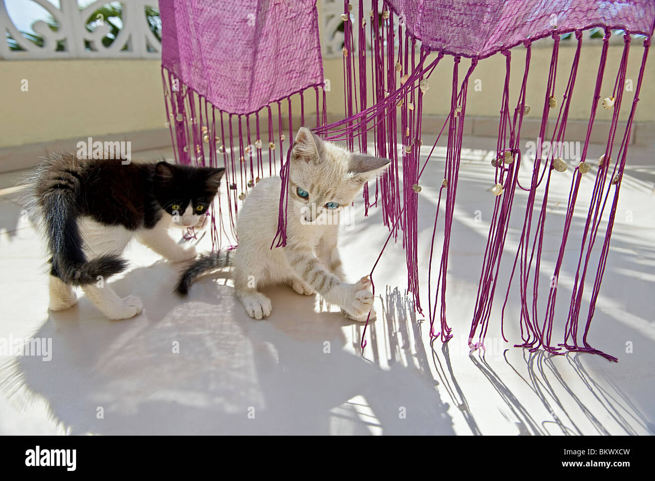 domestic cat two kittens playing Stock Photo - Alamy