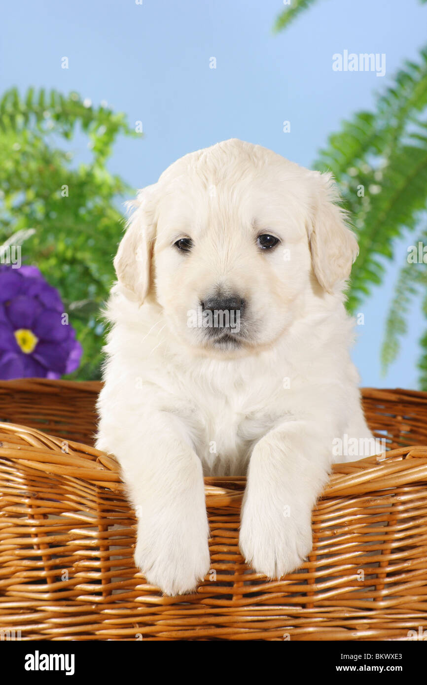 Golden retrievers basket hi-res stock photography and images - Alamy