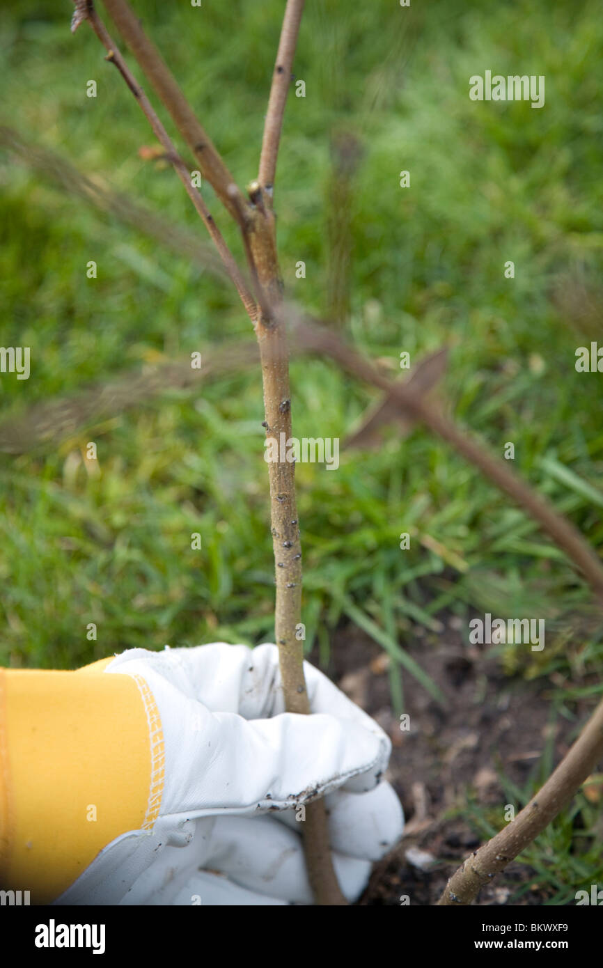 Close up of a man's hand planting a tree Stock Photo - Alamy