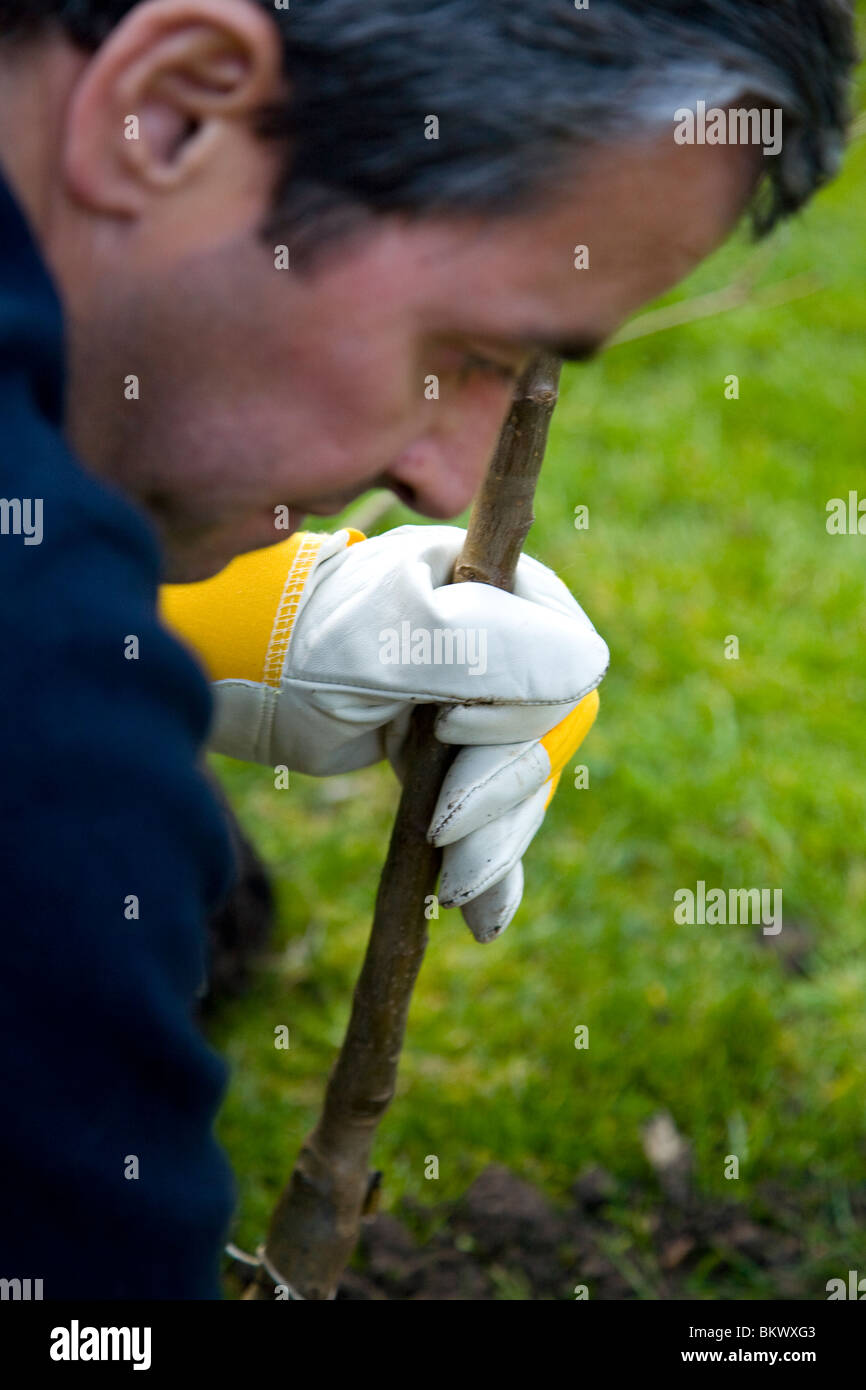 Close up of a man planting a tree Stock Photo - Alamy